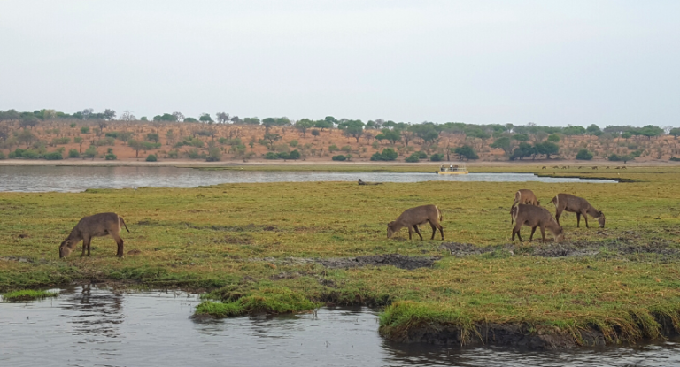 Botswana's Chobe National Park Ultimate Guide